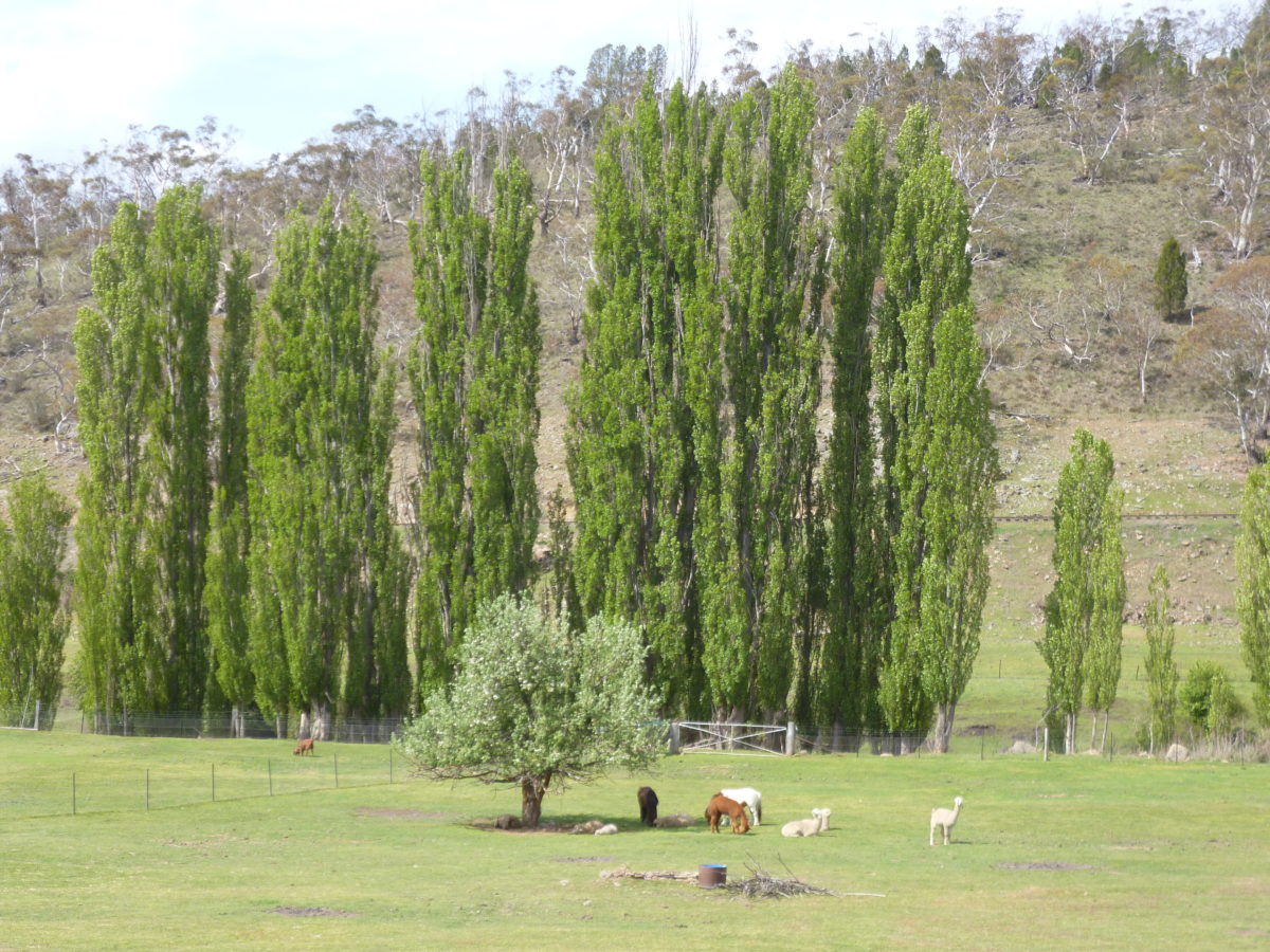 Gallery – Woodvale at Cooma